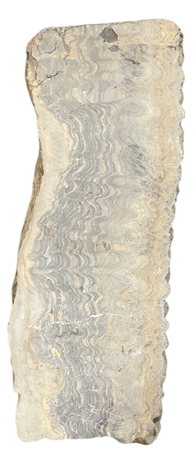 Lot 357 - FOSSILS; a large fossilised tree stump